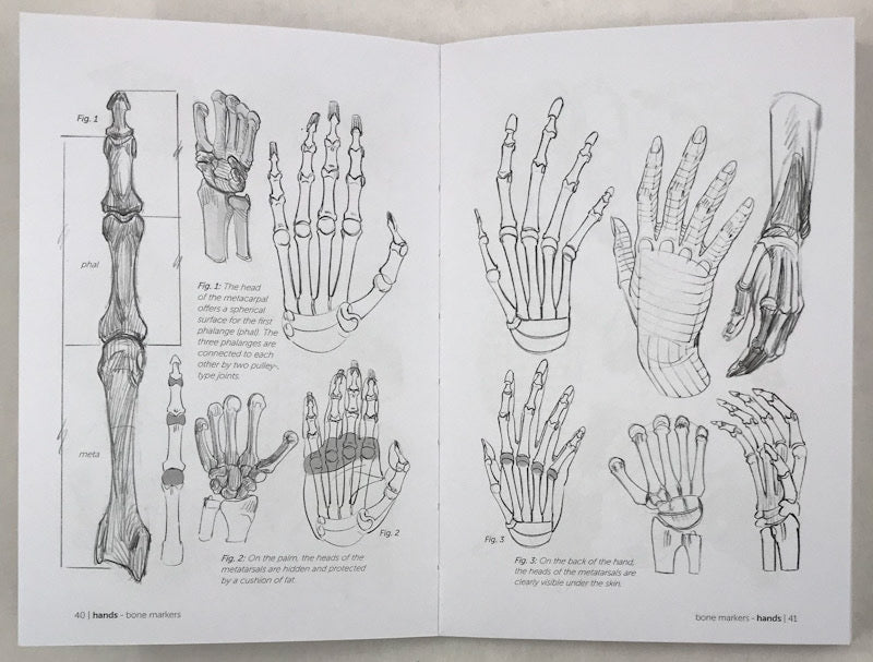 Morpho: Hands and Feet: Anatomy for Artists – Stuart Ng Books