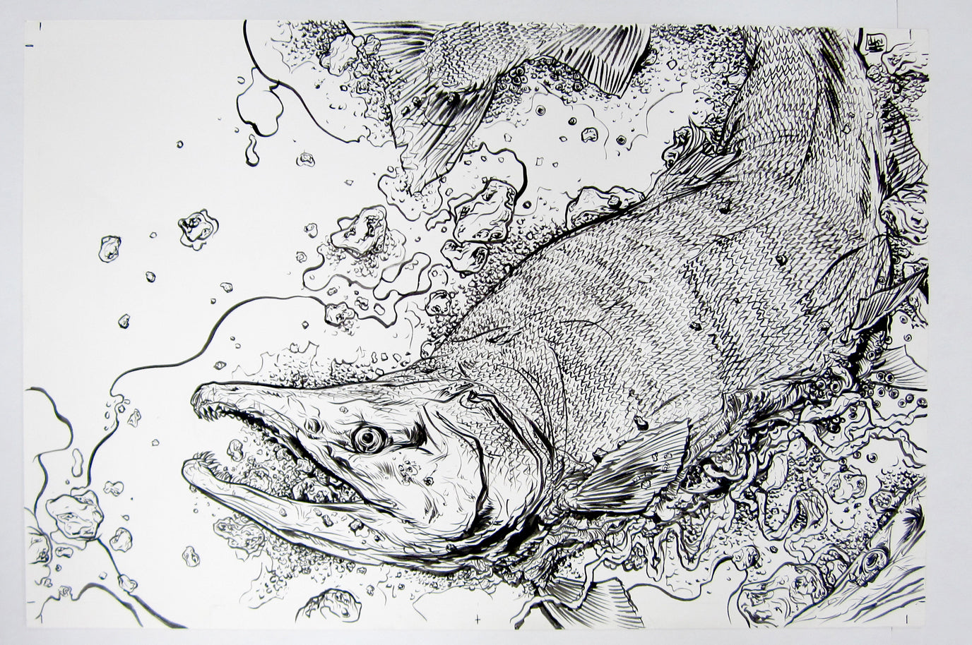 Original Ink Illustration - Salmon – Stuart Ng Books
