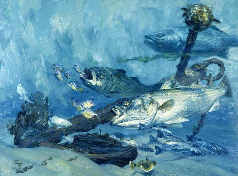 Striped Bass At Anchor (Poster) – Stuart Ng Books